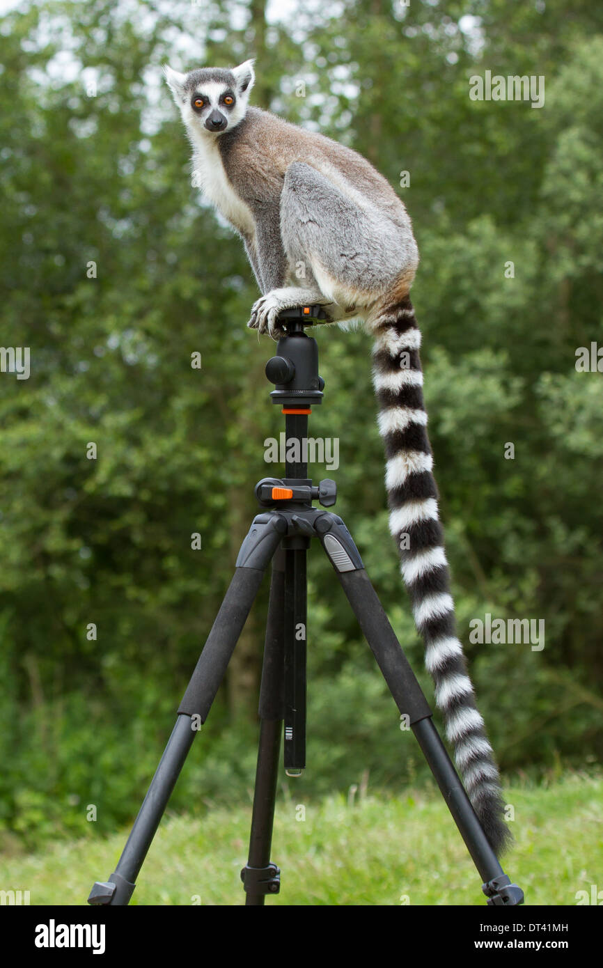 Ring-tailed lemur in captivity sitting on a photographers tripod Stock ...