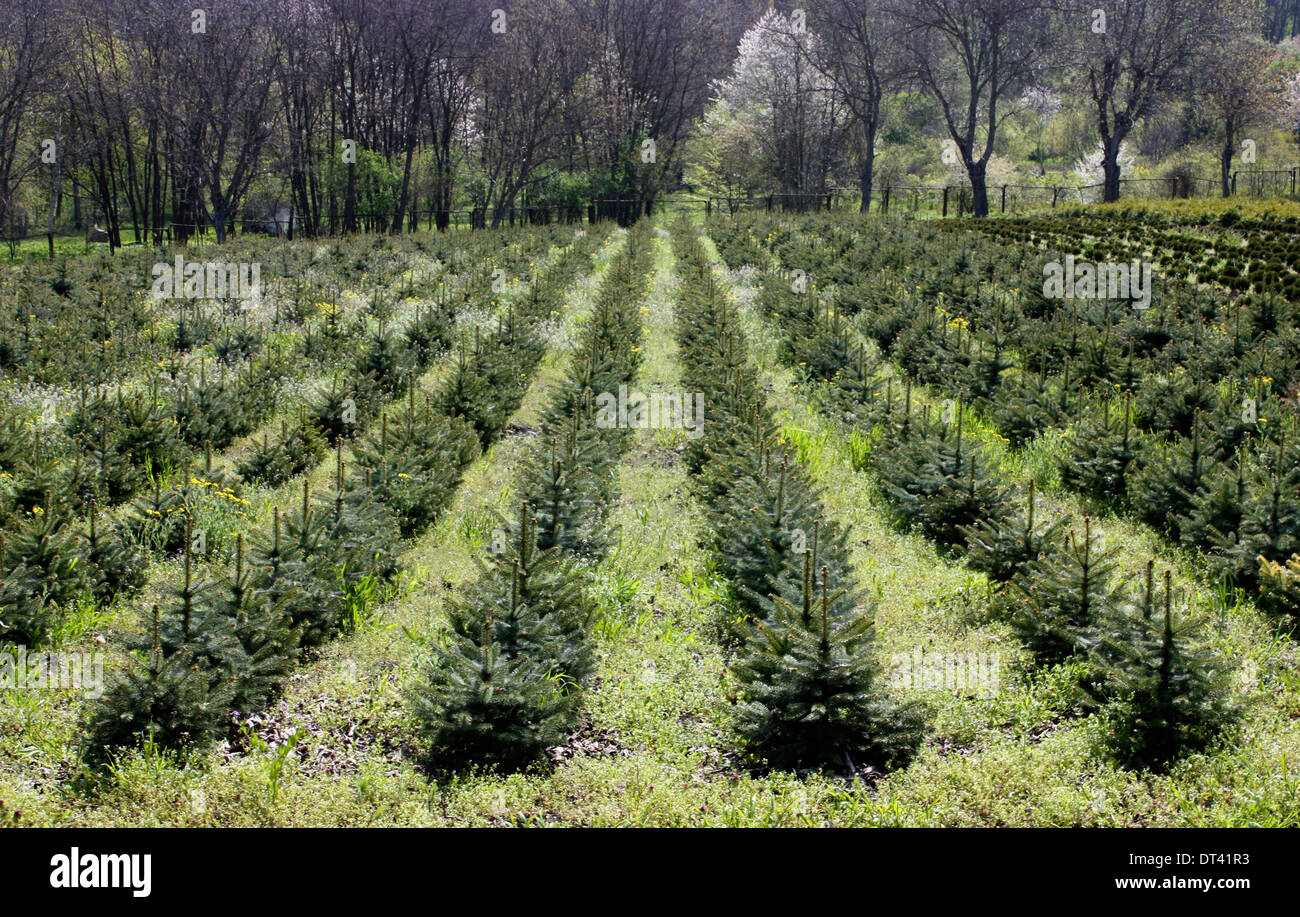 Tree nursery hi-res stock photography and images - Alamy