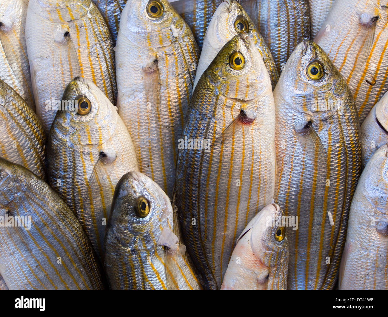 Striped sea bream hi-res stock photography and images - Alamy