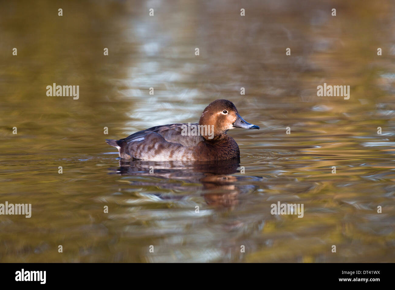 Female pochard duck bird hi-res stock photography and images - Alamy