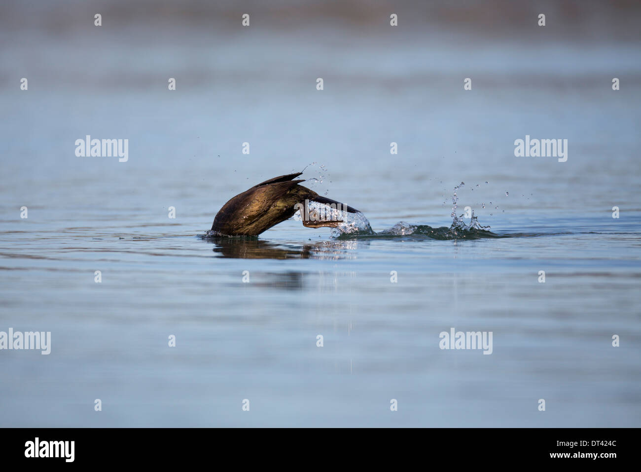 Diving behaviour hi-res stock photography and images - Alamy