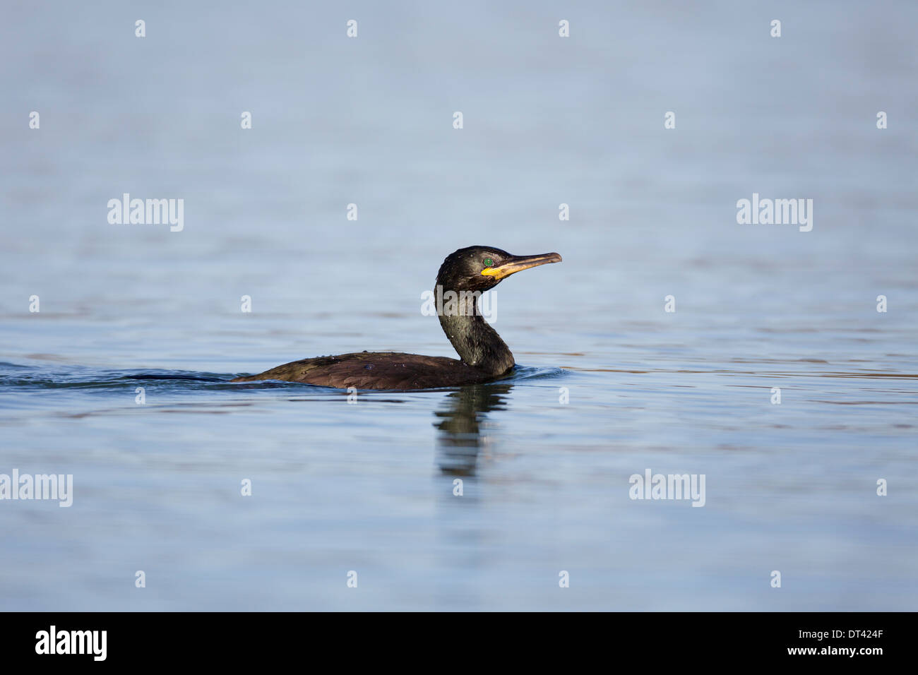 Shag hi-res stock photography and images - Alamy