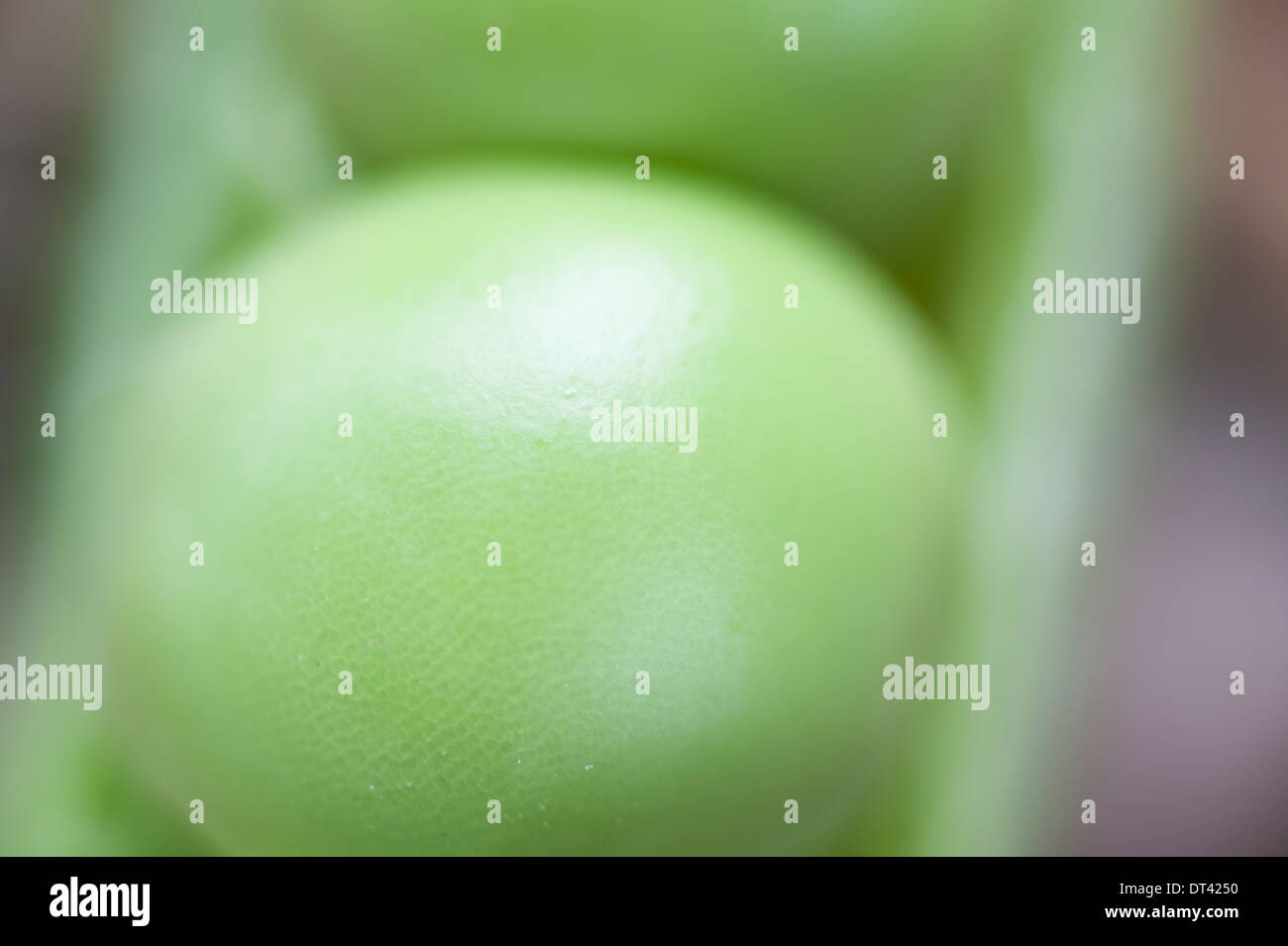 Single pea pod hi-res stock photography and images - Alamy