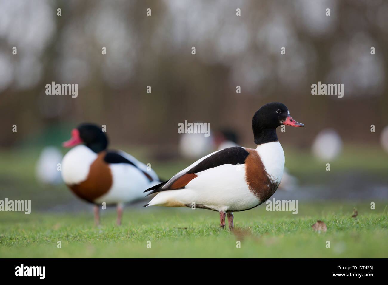 Shelduck uk hi-res stock photography and images - Alamy
