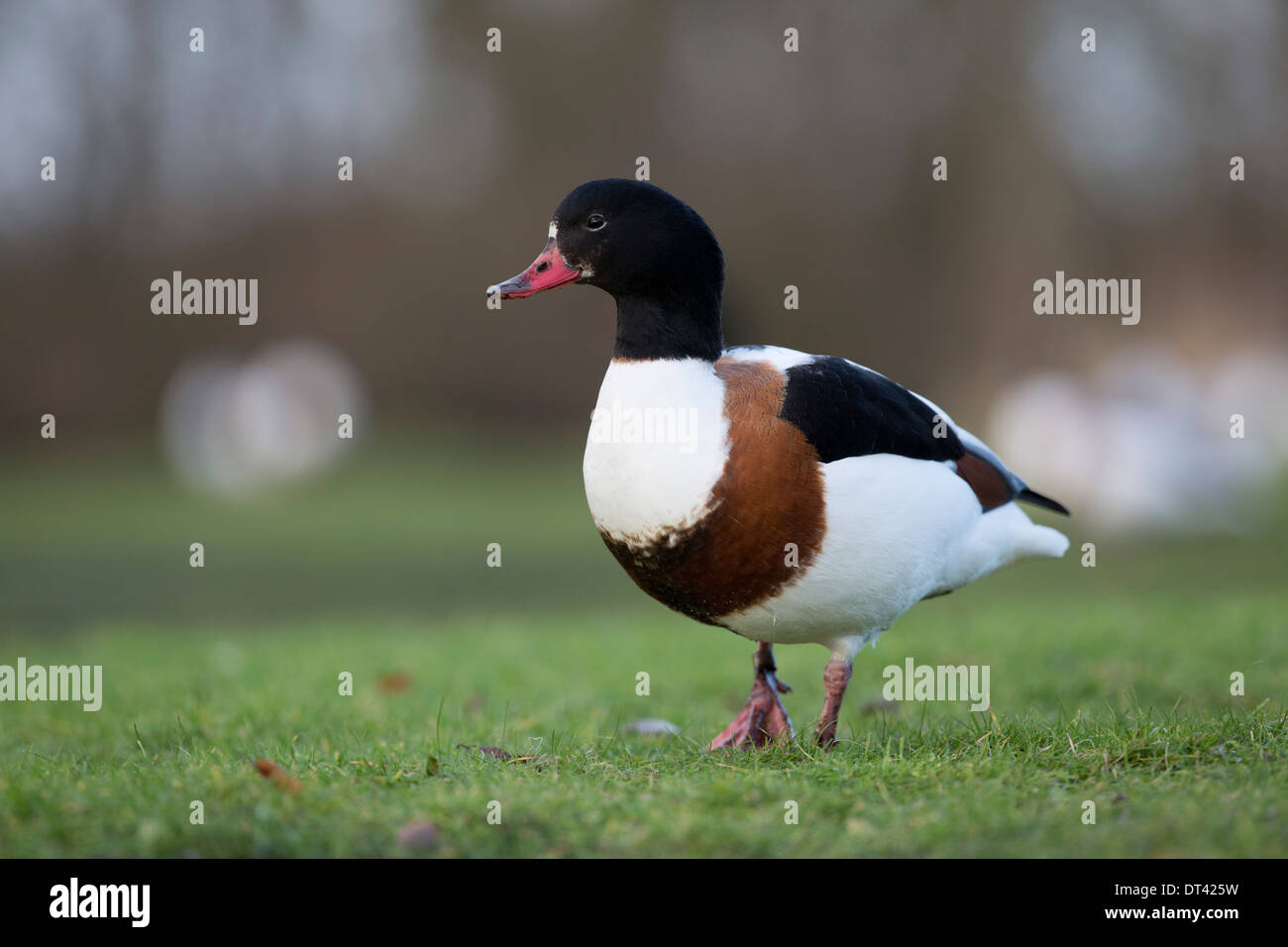 Shelduck uk hi-res stock photography and images - Alamy