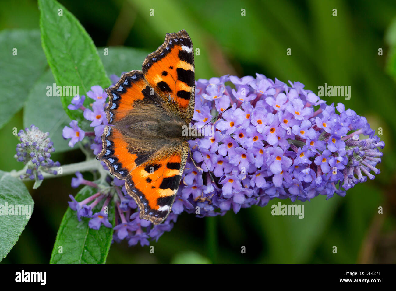 Tortoise shell butterfly hi-res stock photography and images - Alamy