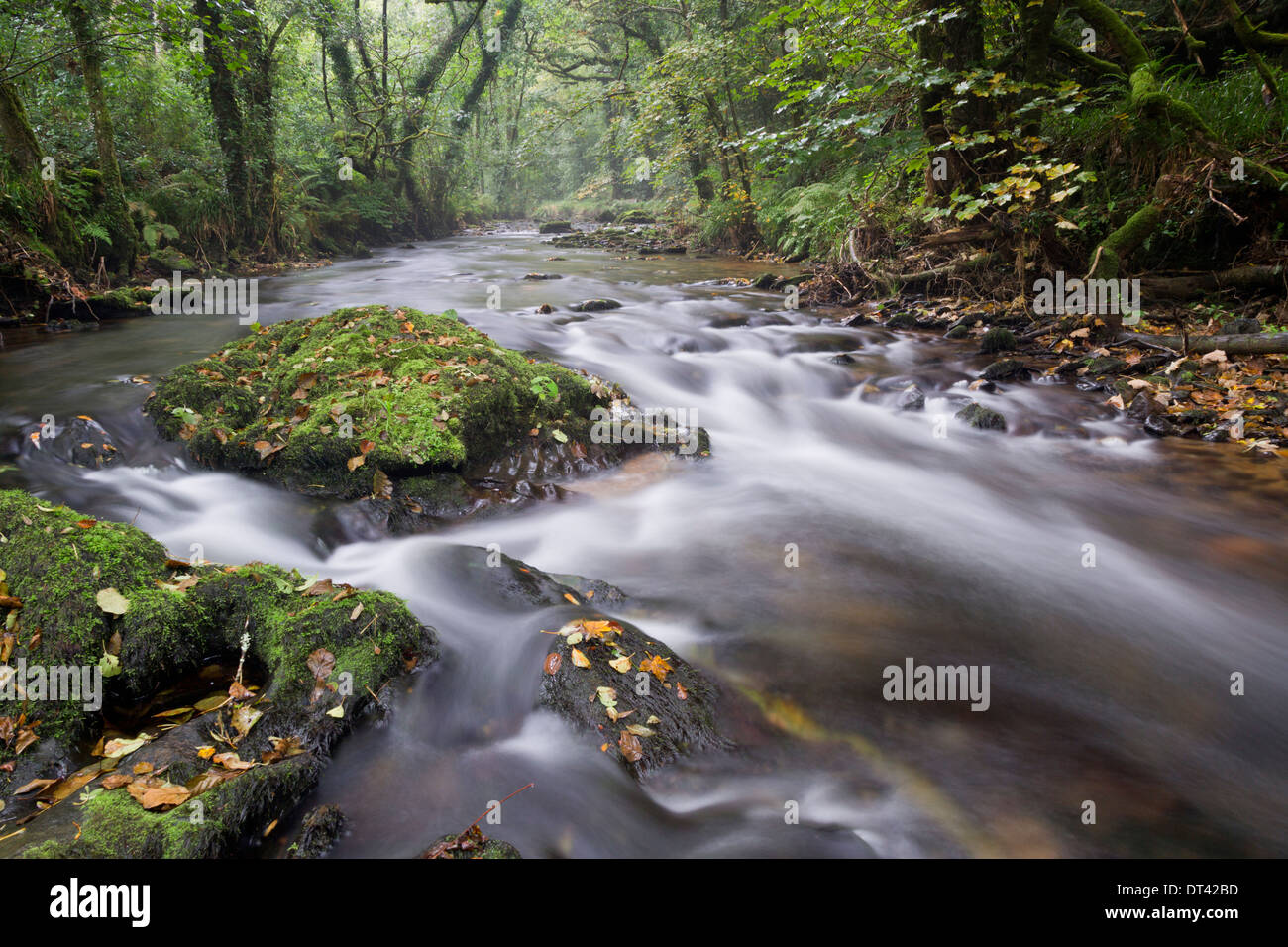 Stara Woods; Cornwall; UK Stock Photo - Alamy