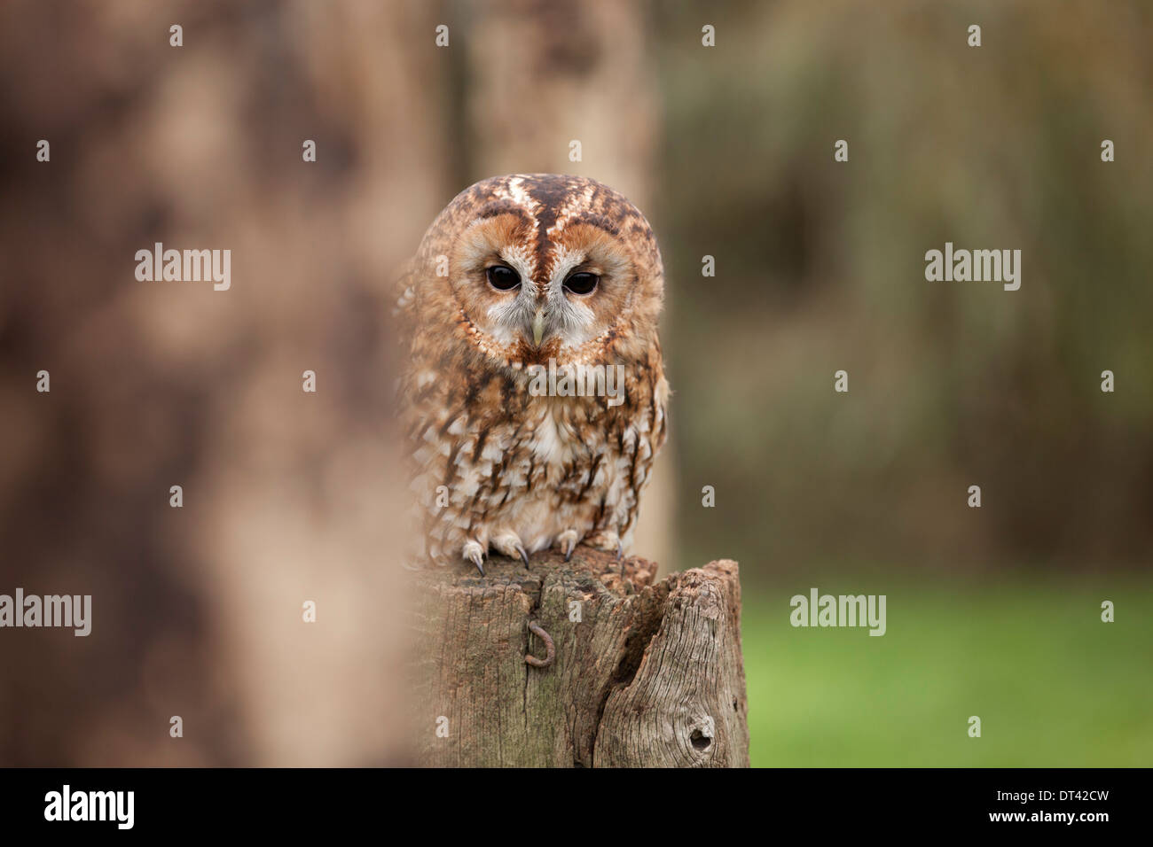 Tawny Owl; Strix aluco; UK Stock Photo - Alamy