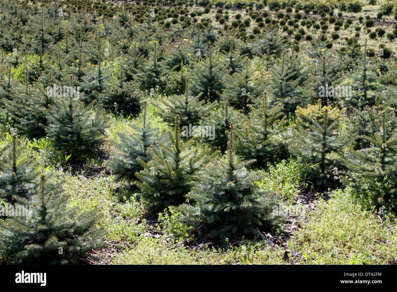 Tree nursery hi-res stock photography and images - Alamy