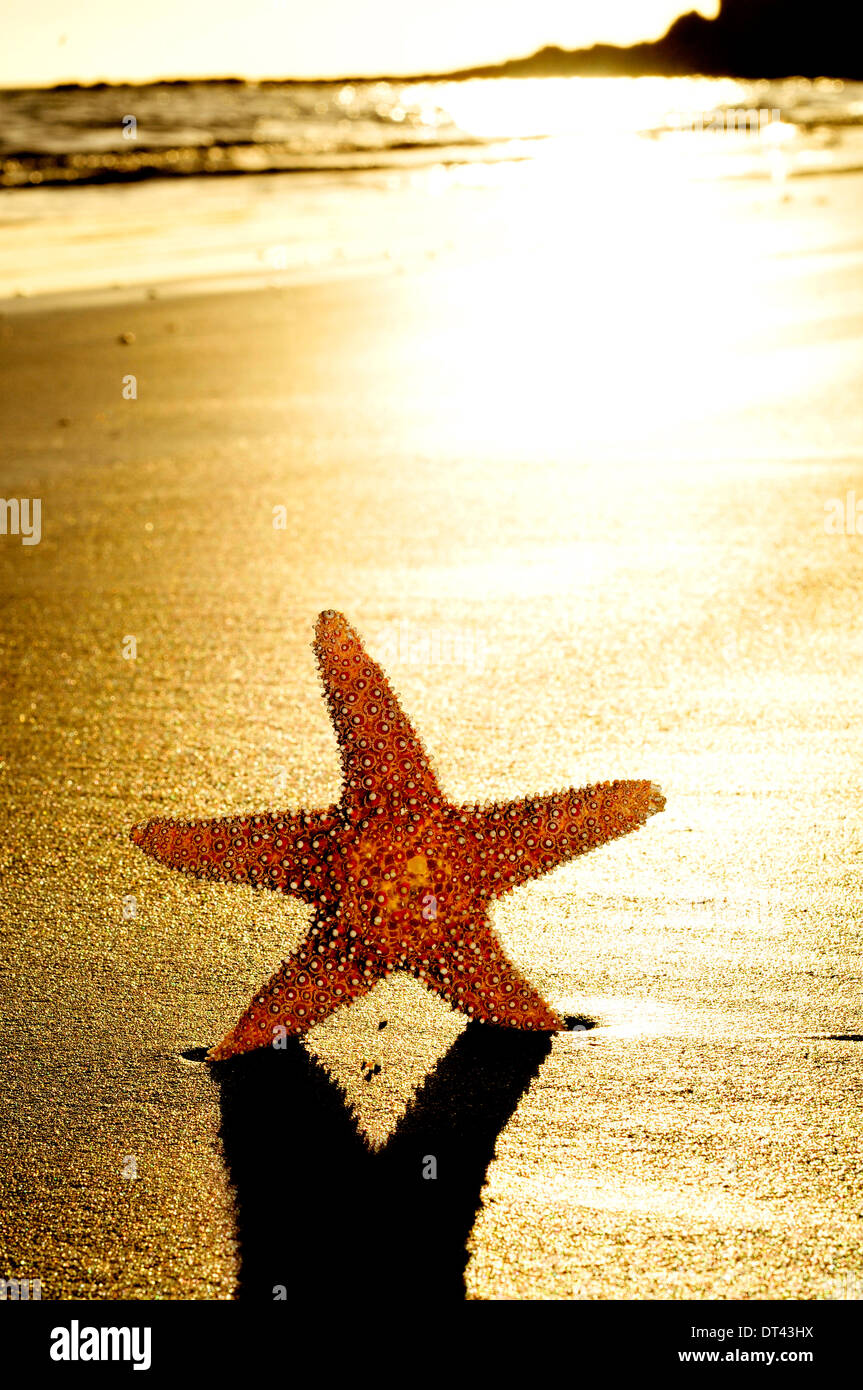 Seastar beach hi-res stock photography and images - Alamy