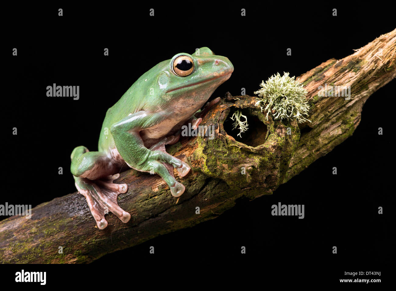 Vietnamese Blue Flying Frog Stock Photo - Alamy