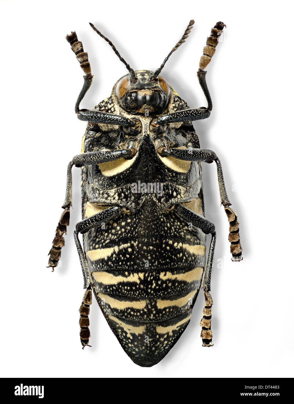 Polybothris deyrollei hi-res stock photography and images - Alamy