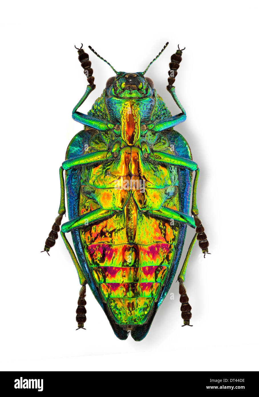 Polybothris hi-res stock photography and images - Alamy