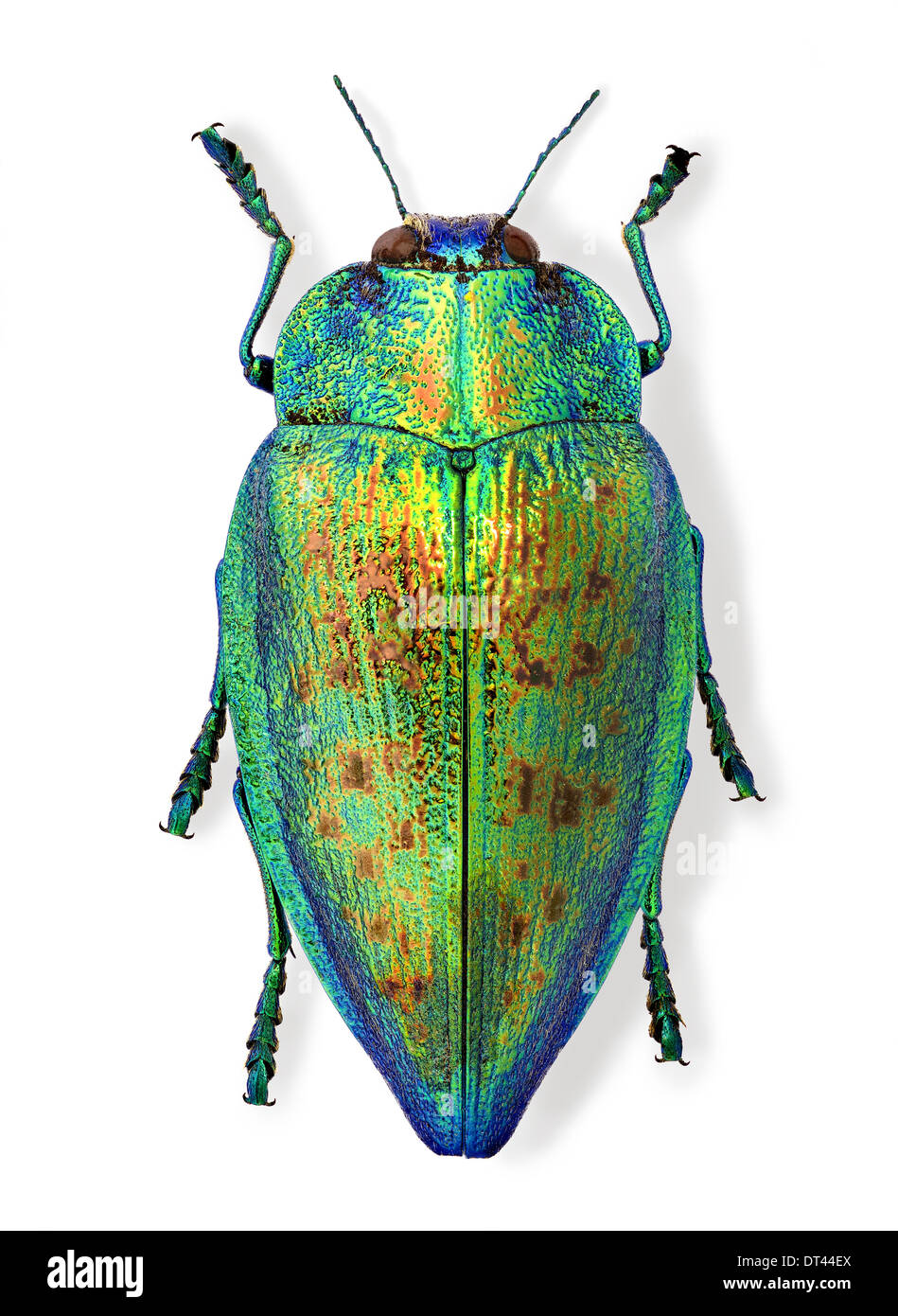 Polybothris hi-res stock photography and images - Alamy