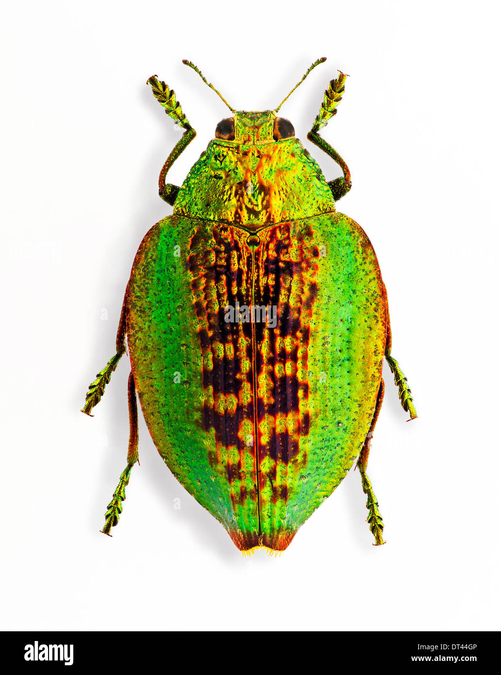 Polybothris hi-res stock photography and images - Alamy
