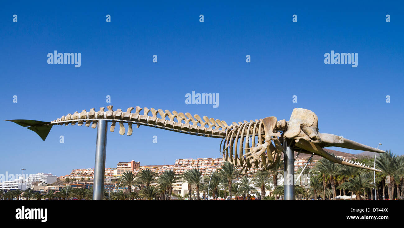 Skeleton of a Sperm Whale taken in Morro Jable Fuerteventura (Spain ...
