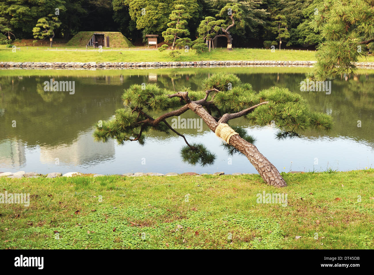 Japanese stone pine hi-res stock photography and images - Alamy
