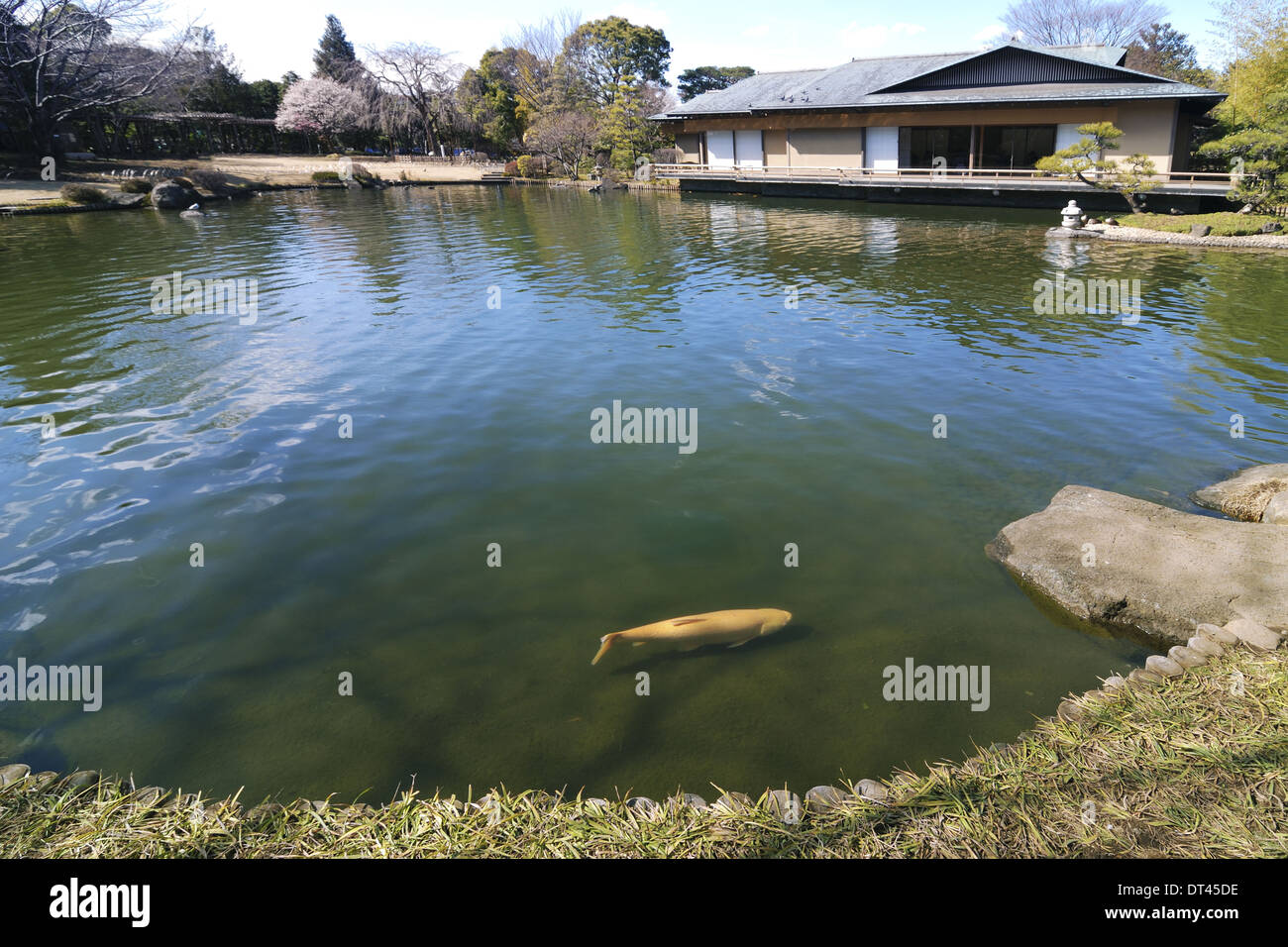 scenic Japanese pond Stock Photo - Alamy