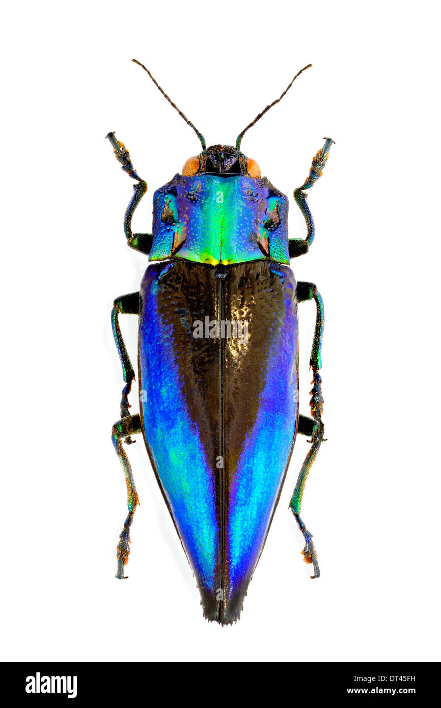 Buprestidae jewel beetle close up Cut Out Stock Images & Pictures - Alamy