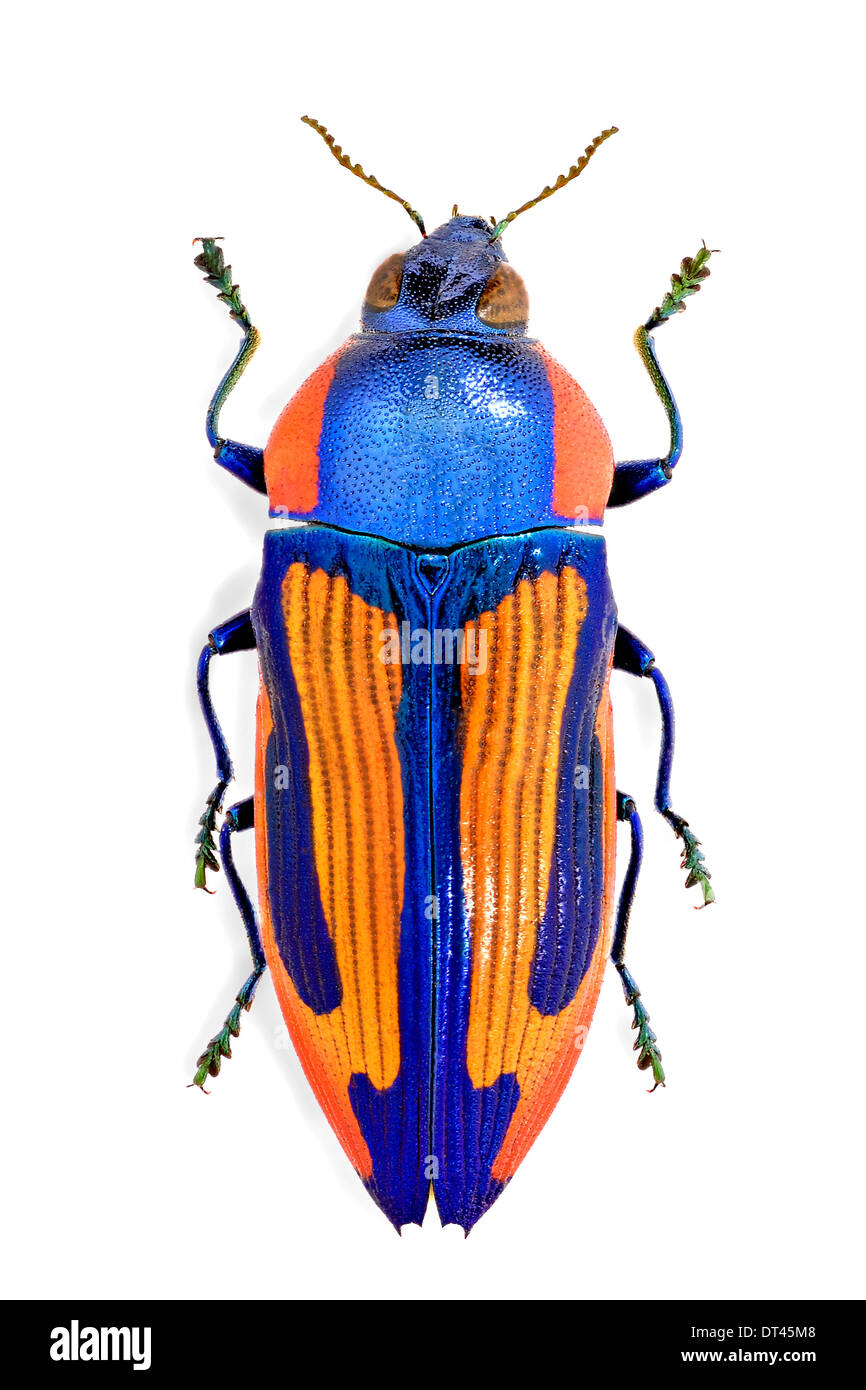 Castiarina amabilis hi-res stock photography and images - Alamy