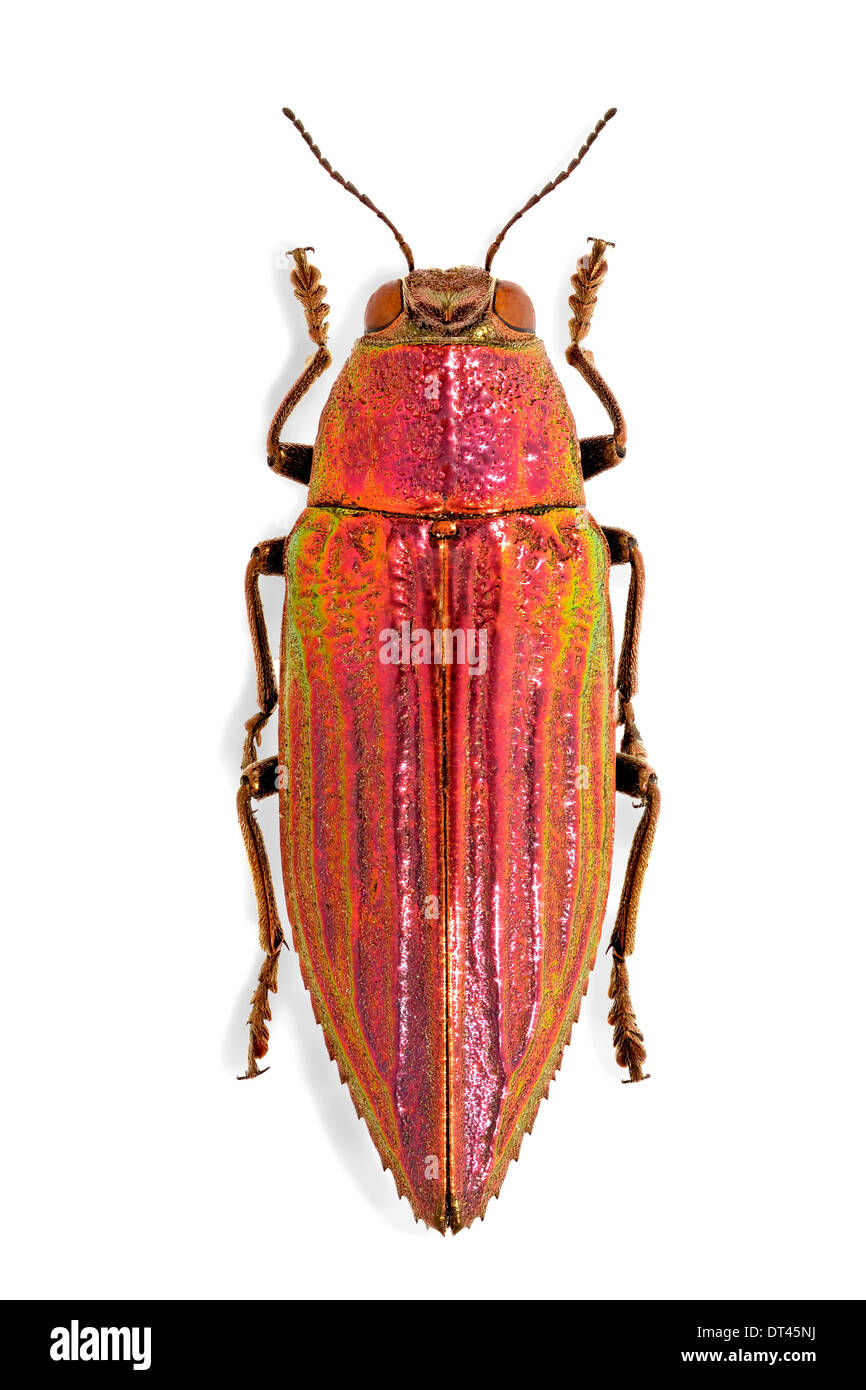 Eximia hi-res stock photography and images - Alamy