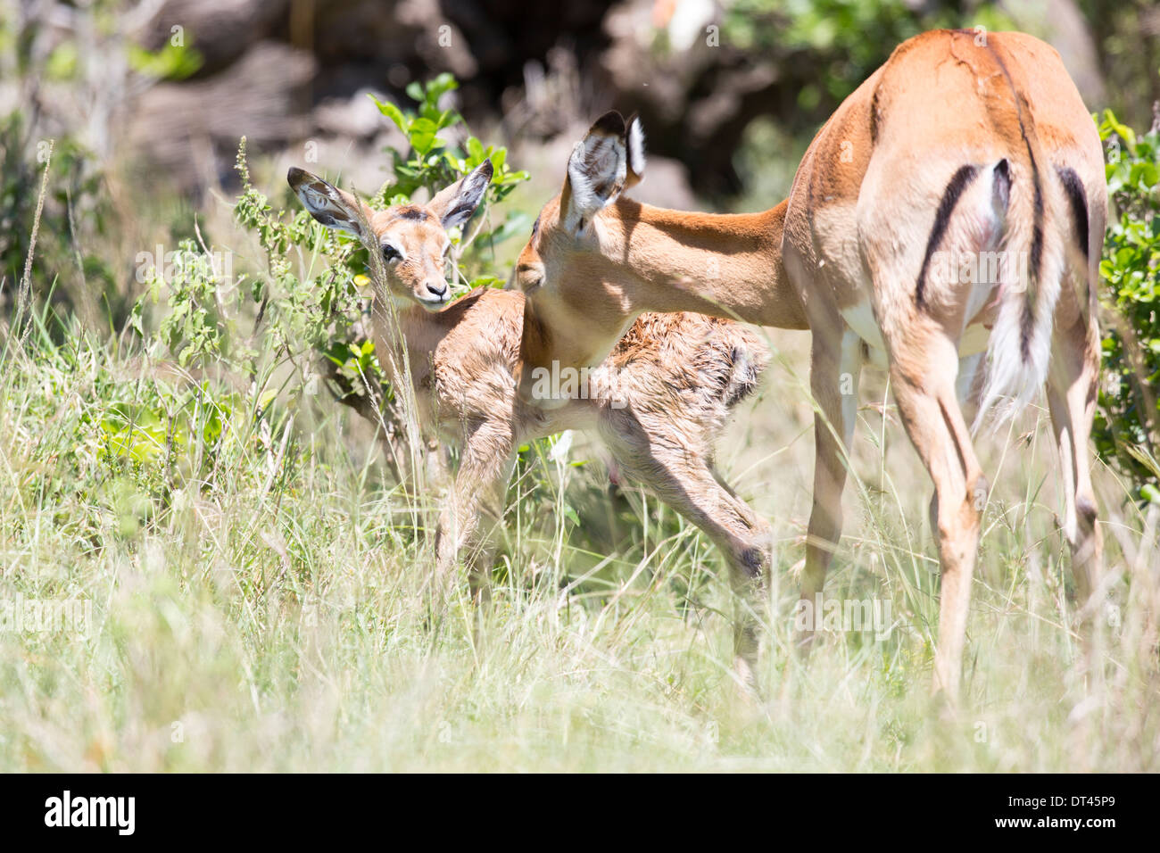 Impala ewe with calf hi-res stock photography and images - Alamy