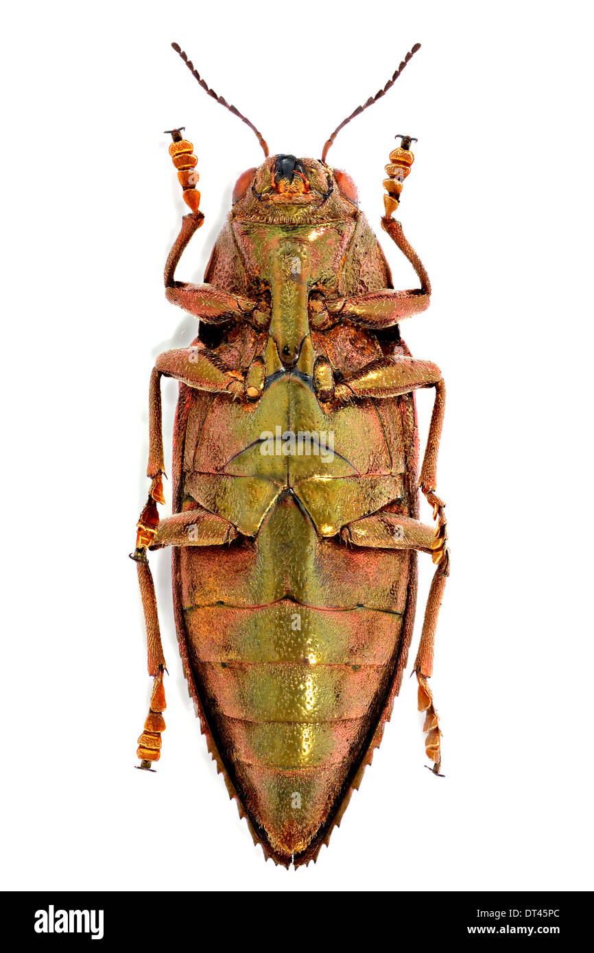 Eximia hi-res stock photography and images - Alamy