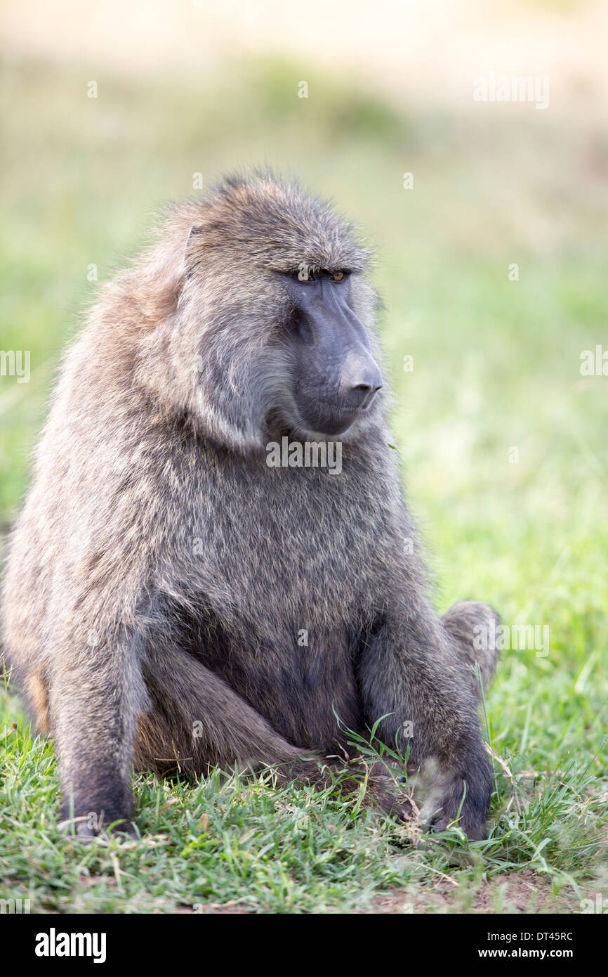 The olive baboon (Papio anubis), also called the Anubis baboon Stock ...