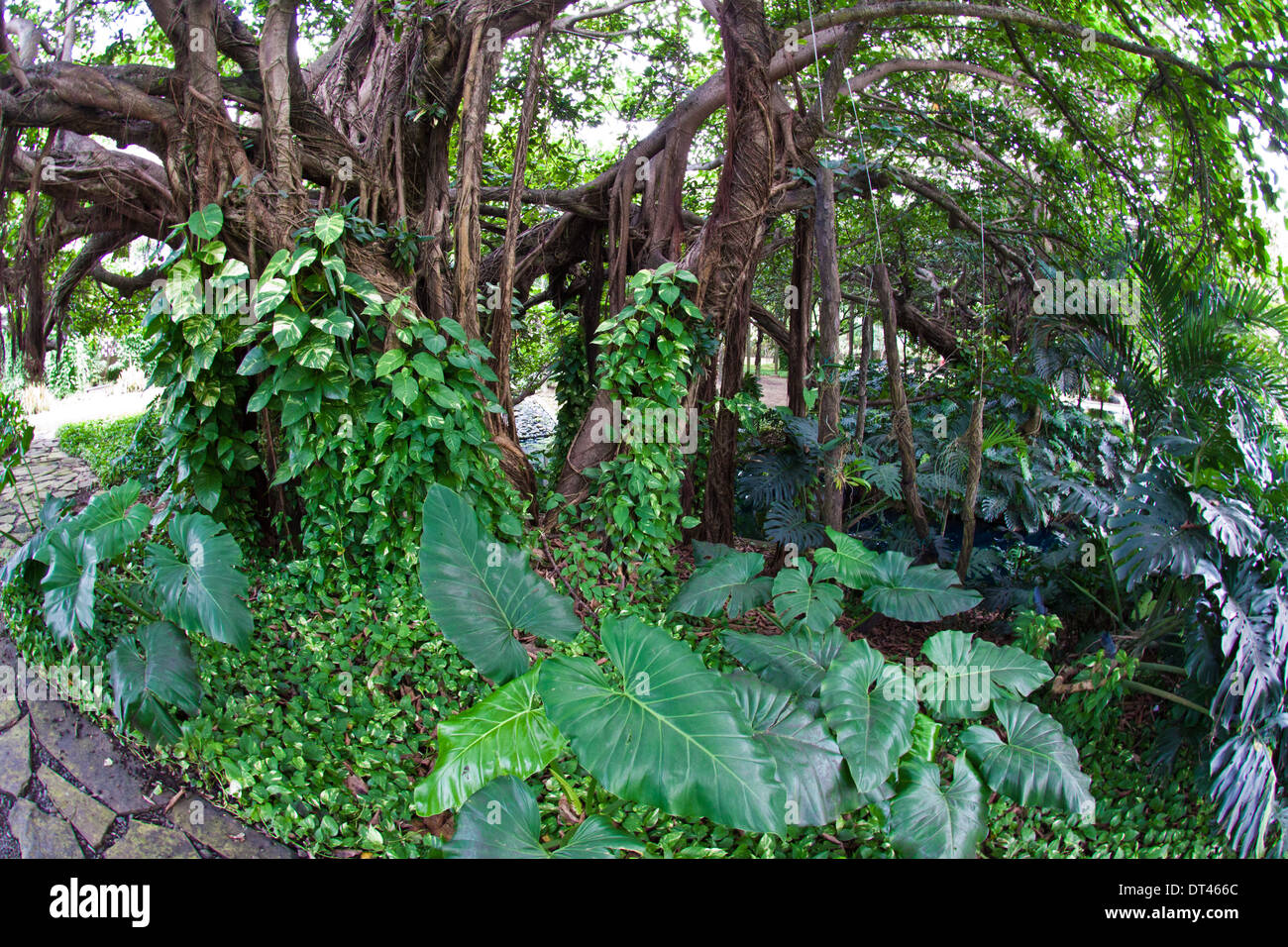 Ancient ficus in the gardens at the Art Museum (Museo do Arte) in San ...