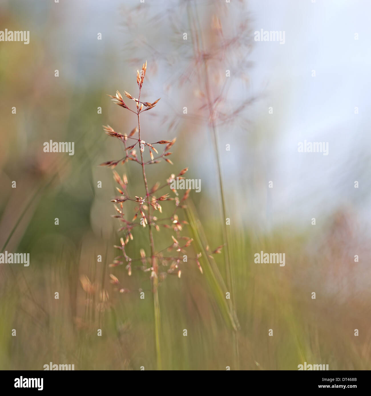 Red straw hi-res stock photography and images - Alamy