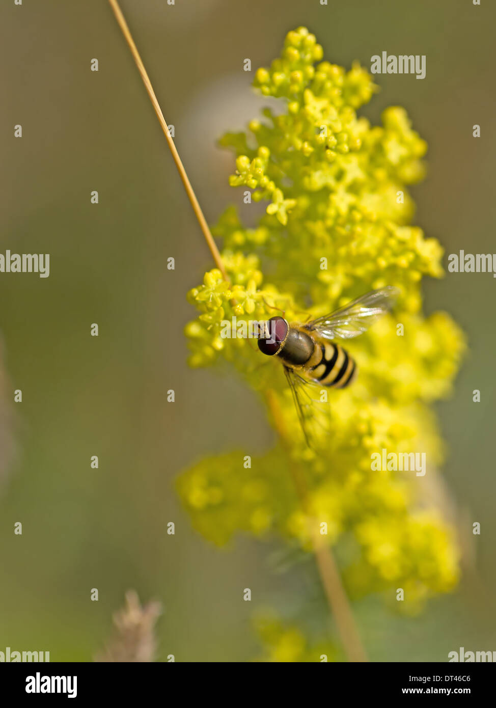 Honeybee and rapeseed hi-res stock photography and images - Alamy