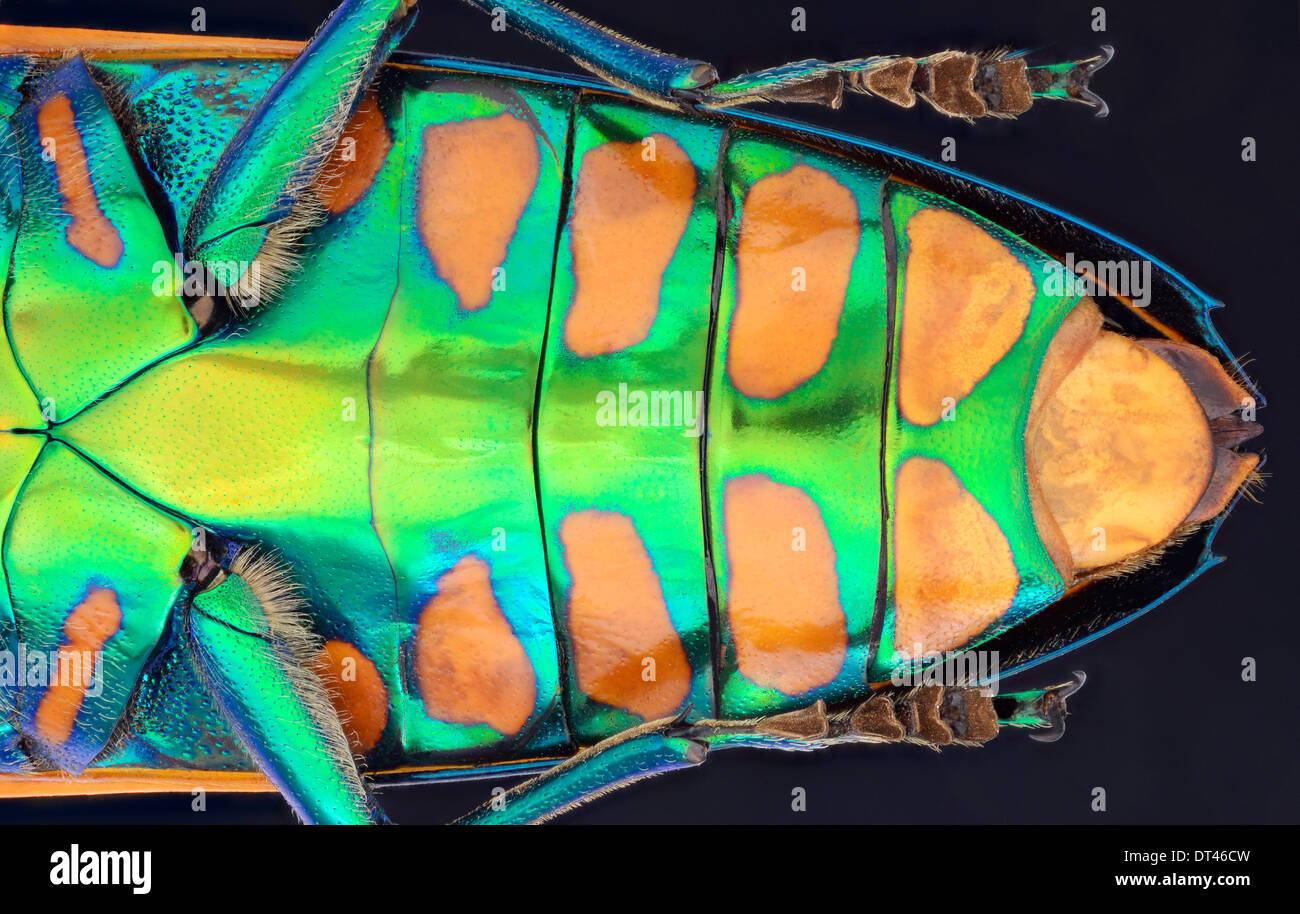 Calodema hi-res stock photography and images - Alamy
