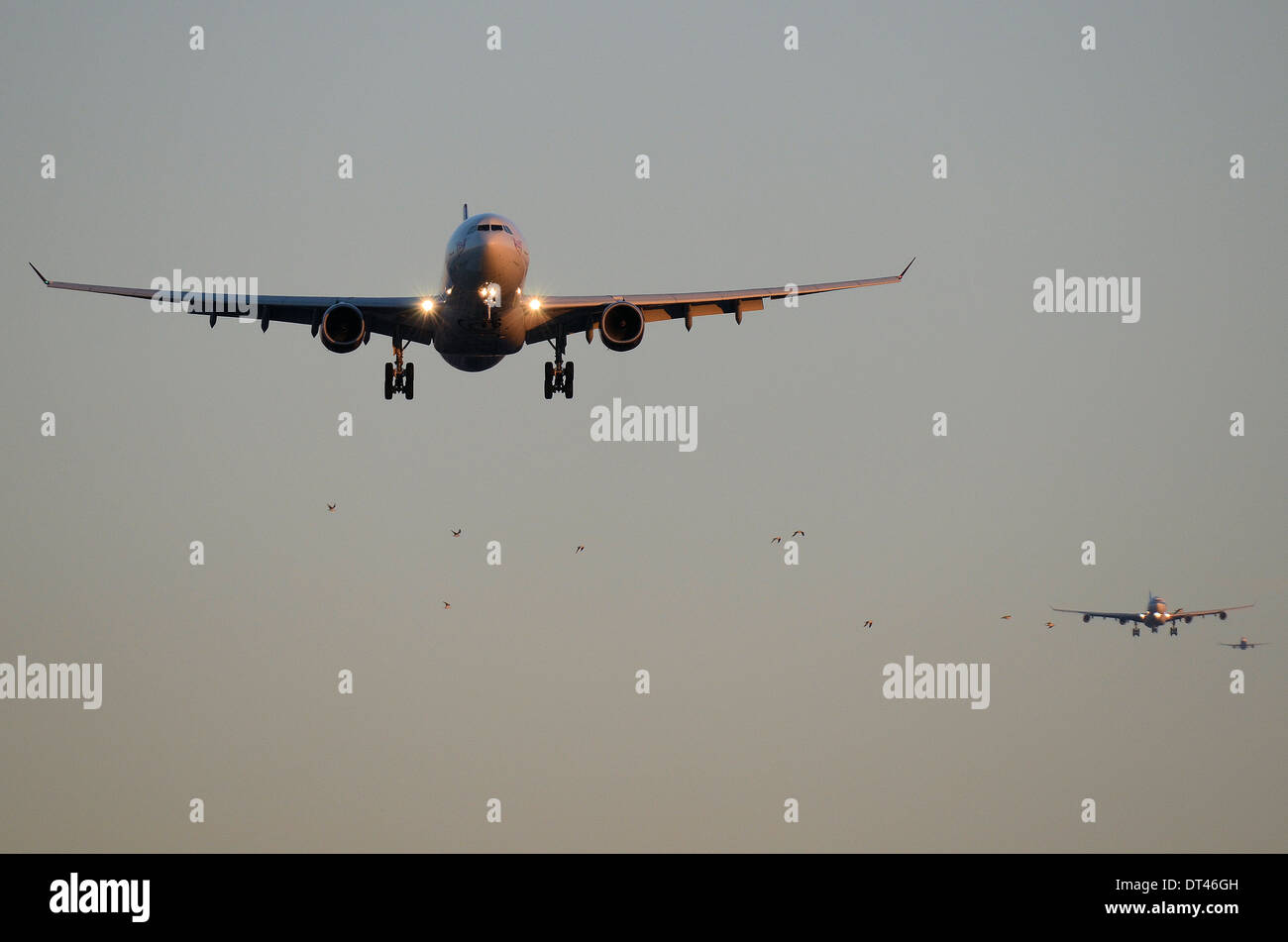 Bird Strike High Resolution Stock Photography and Images - Alamy