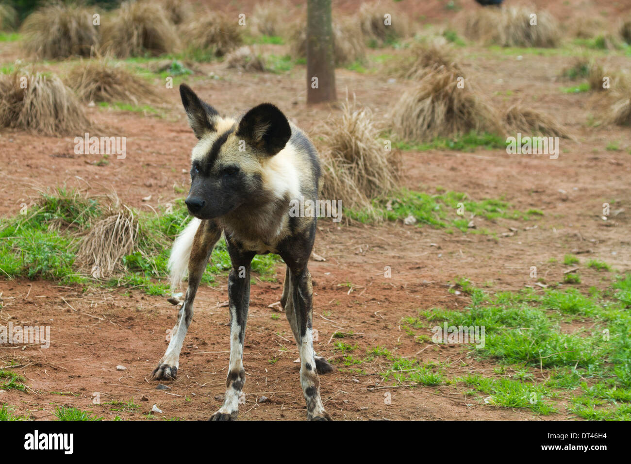 African painted wild dog (Lycaon pictus) closeup Stock Photo - Alamy