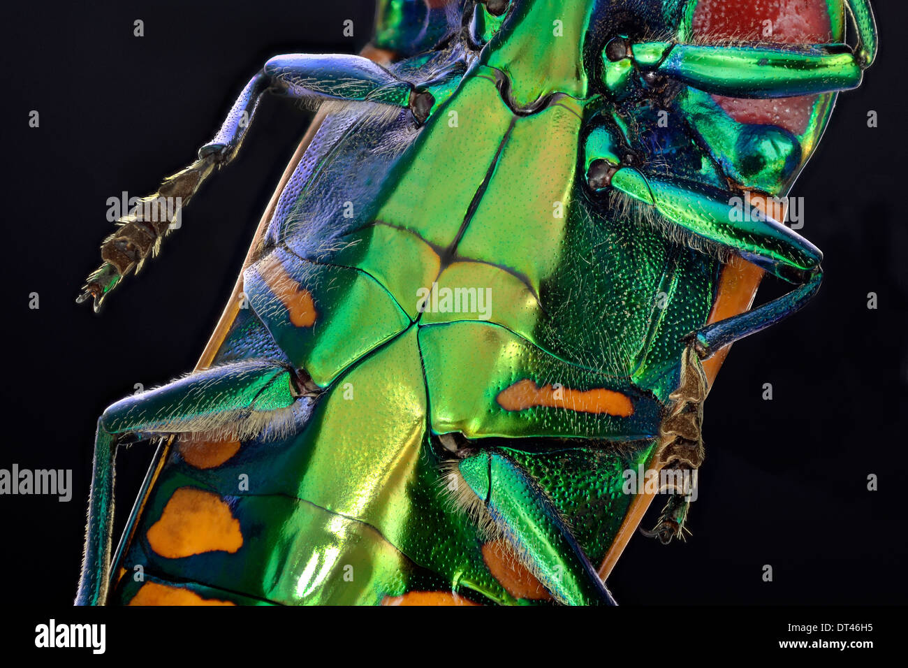 Calodema hi-res stock photography and images - Alamy