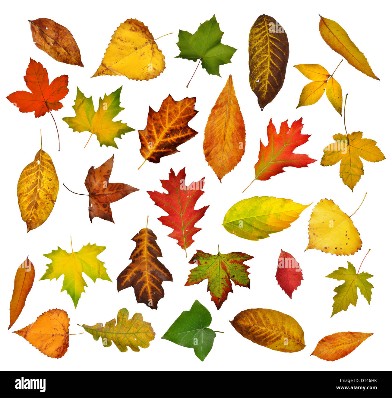 Autumn leaves set. Isolated on white Stock Photo - Alamy