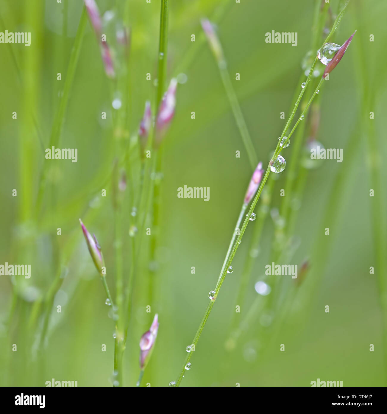 Chloroph hi-res stock photography and images - Alamy