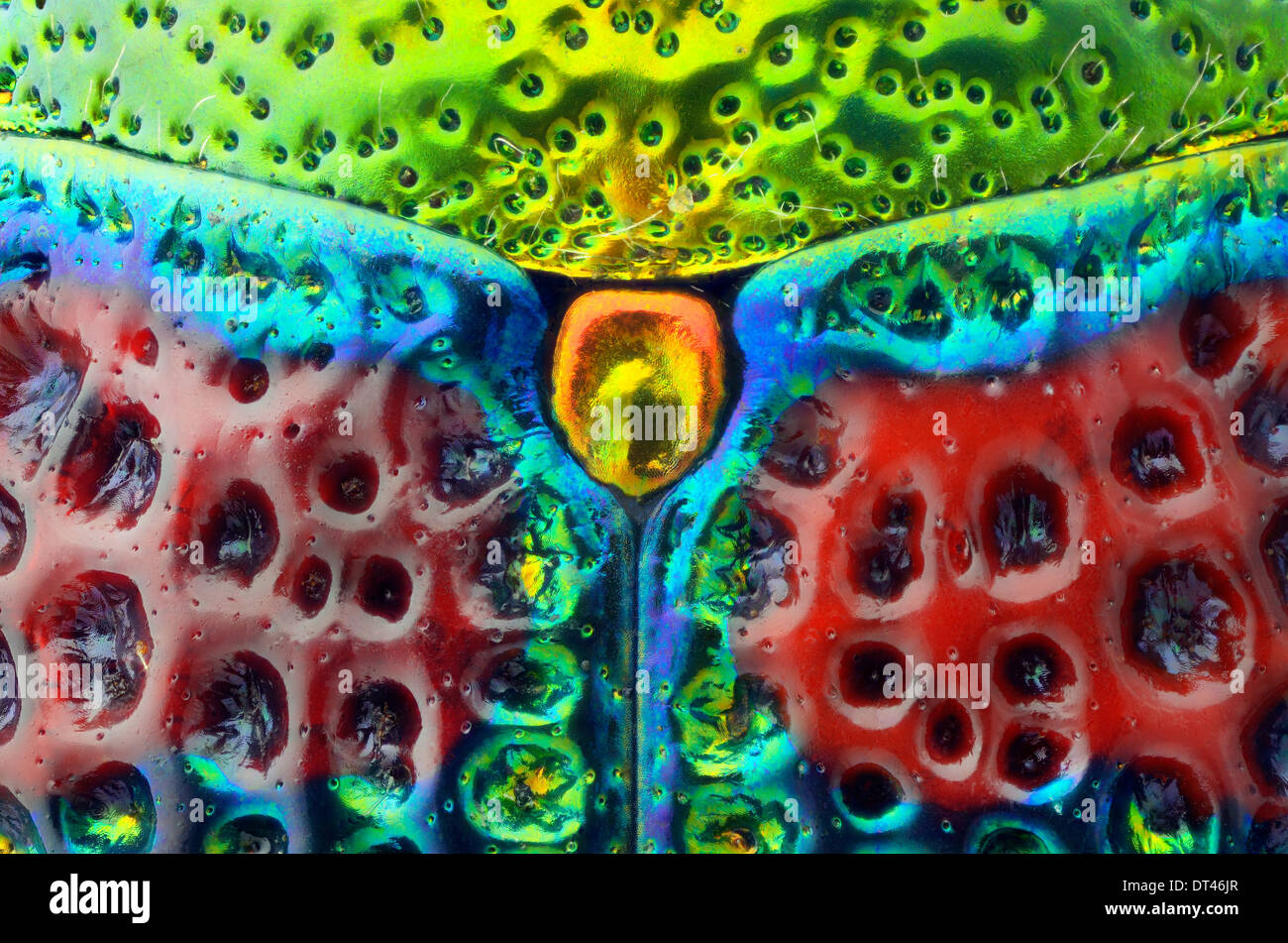 Stigmodera roei:view of the scutellum Stock Photo - Alamy