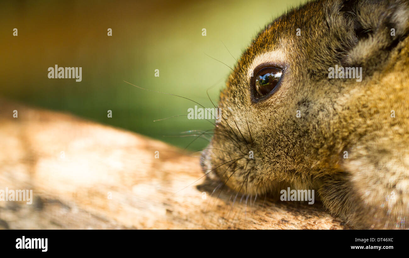 Closeup tree shrew Small mammals native to the tropical forests Stock ...