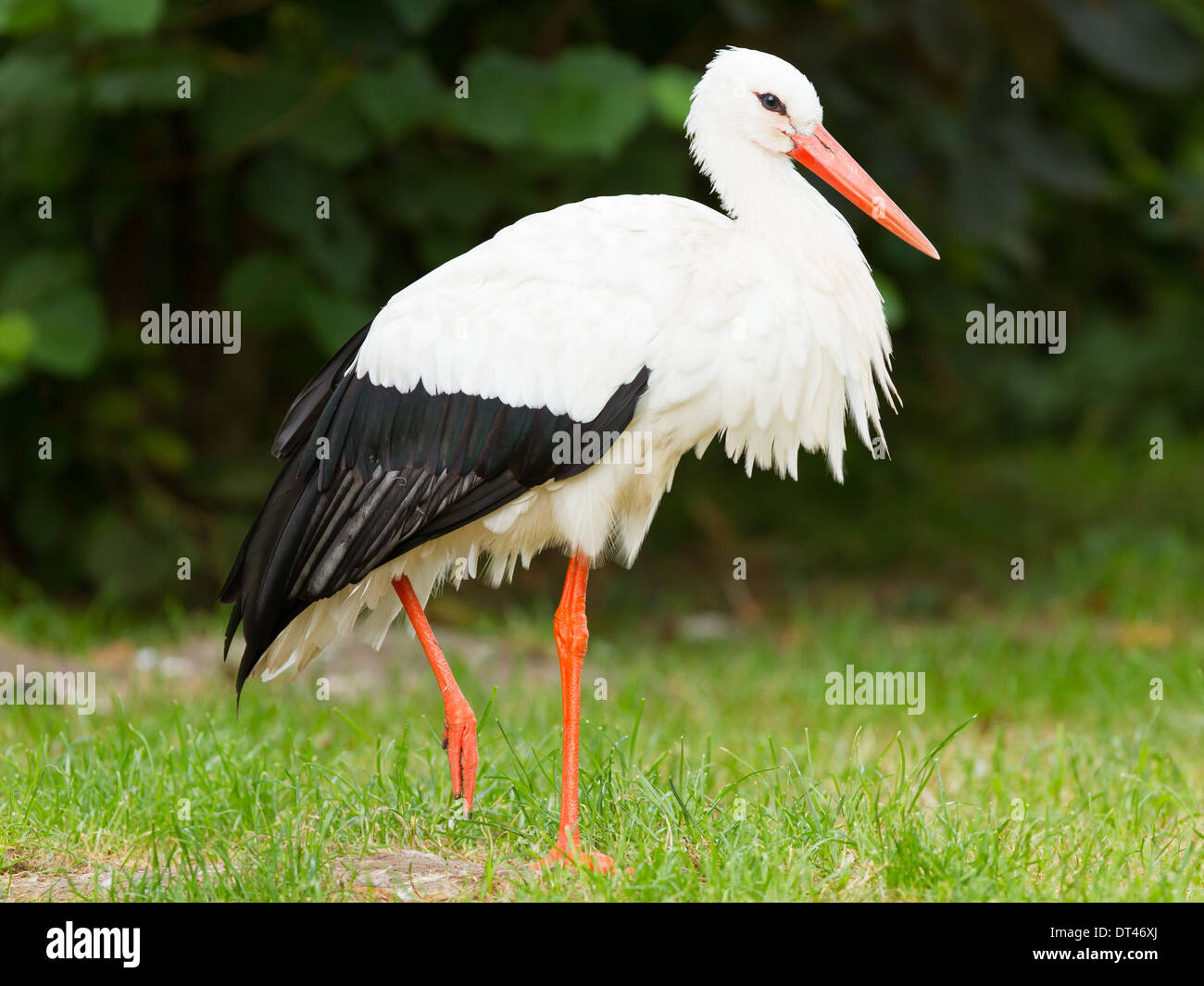 Adult stork in its natural habitat (Holland Stock Photo - Alamy