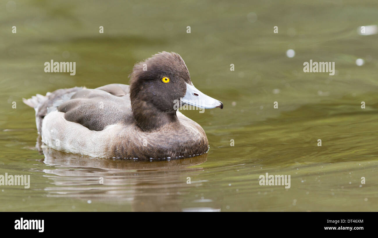 Female Tufted duck swimming on a lake (Holland Stock Photo - Alamy