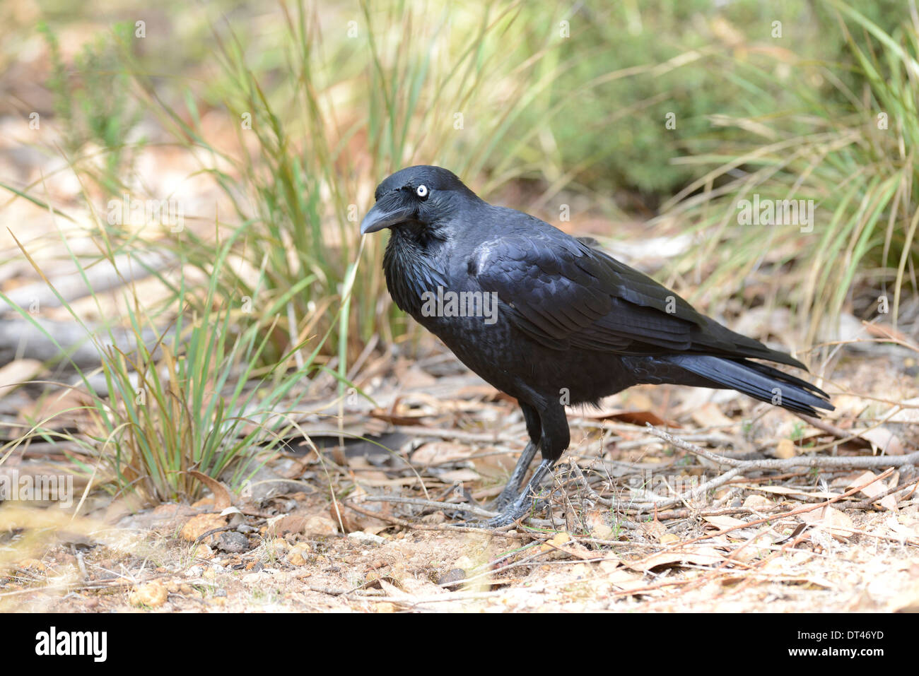 Australian raven (Corvus coronoides) foraging for food in scrub land ...