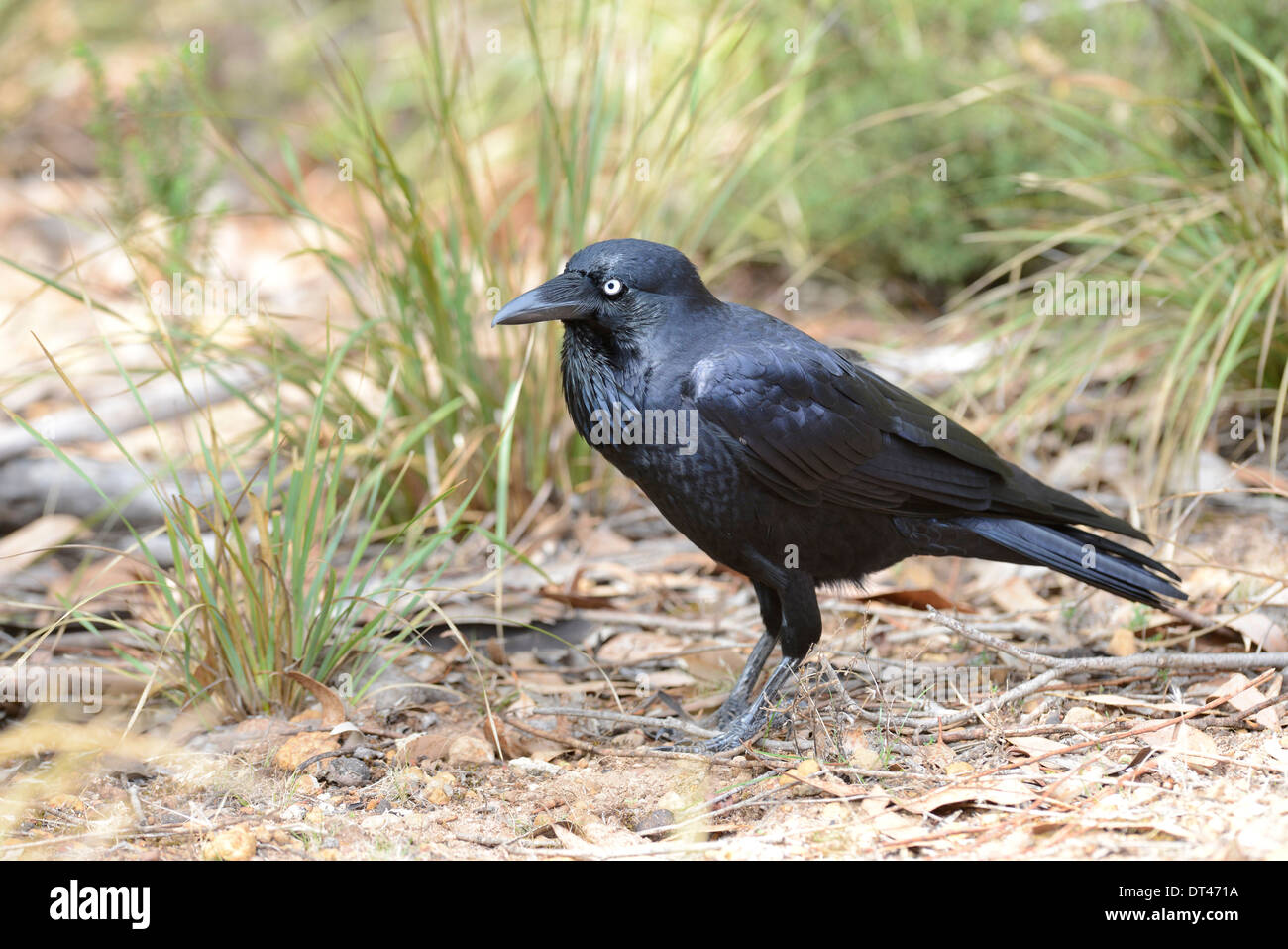 Australian raven (Corvus coronoides) foraging for food in scrub land ...
