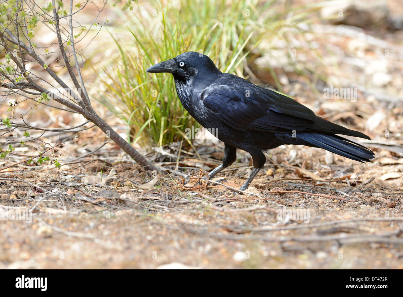 Australian raven hi-res stock photography and images - Alamy