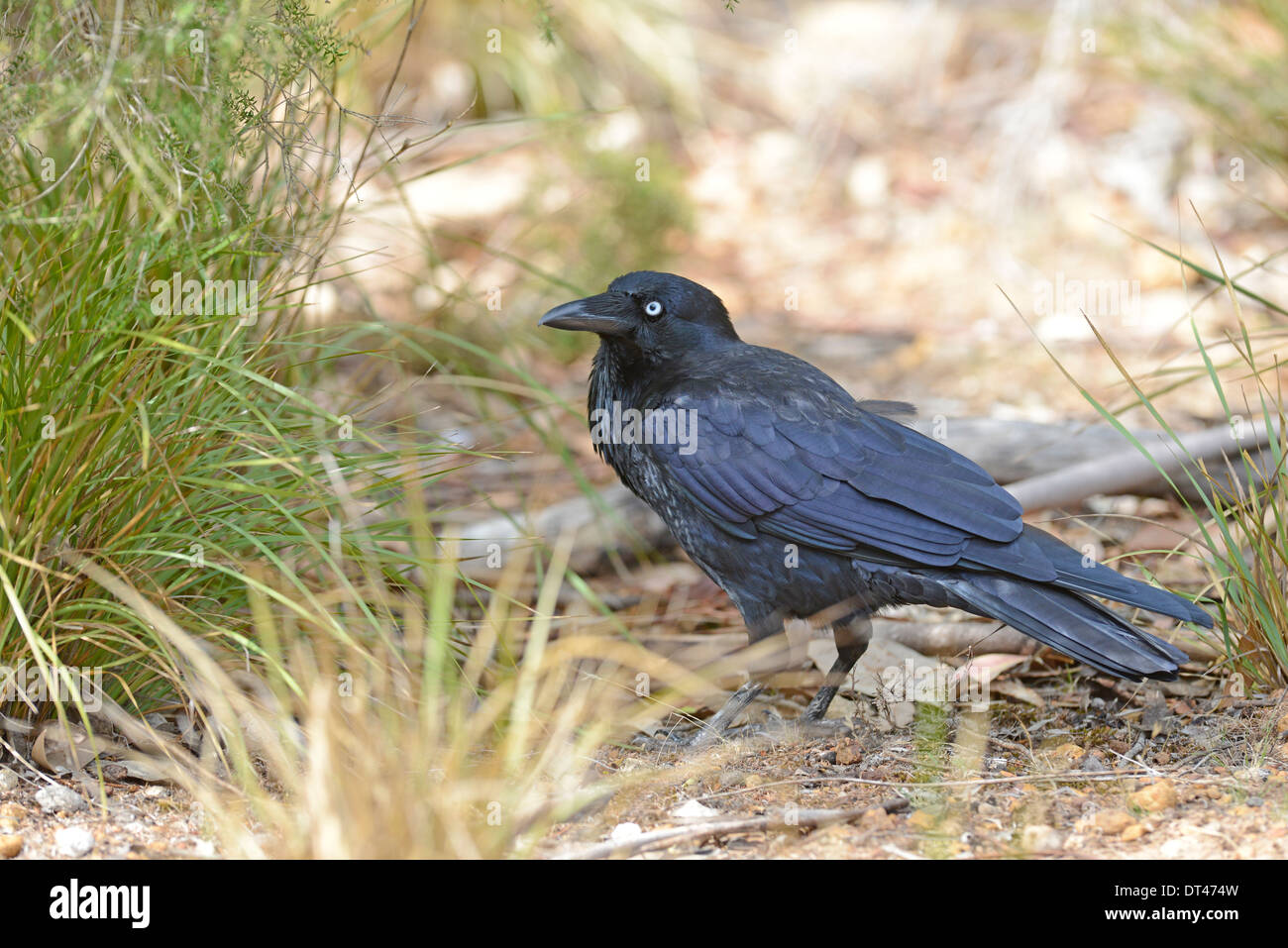 Australian raven (Corvus coronoides) foraging for food in scrub land ...