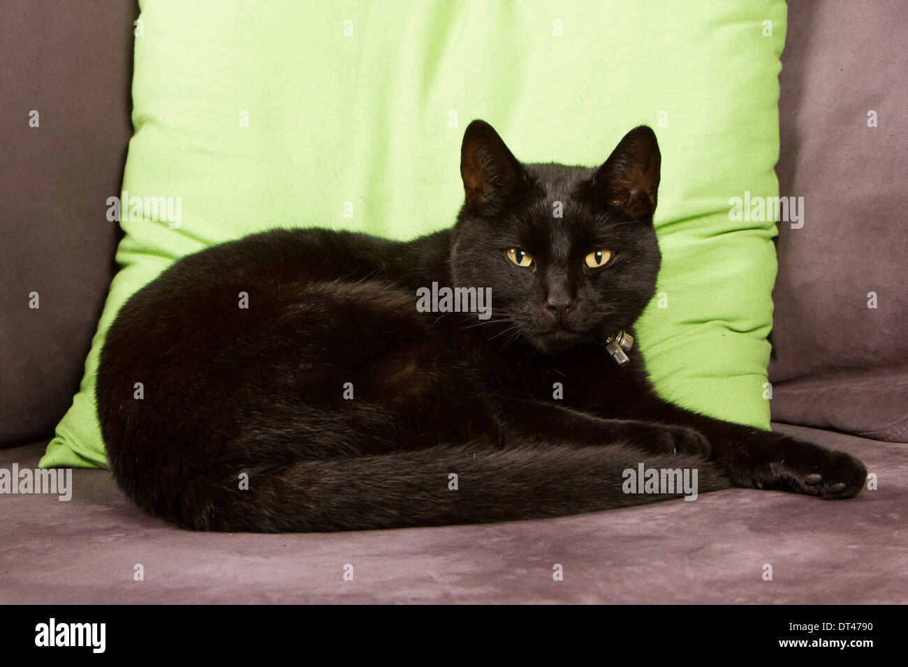 Black cat isolated sleeping on a couch Stock Photo - Alamy
