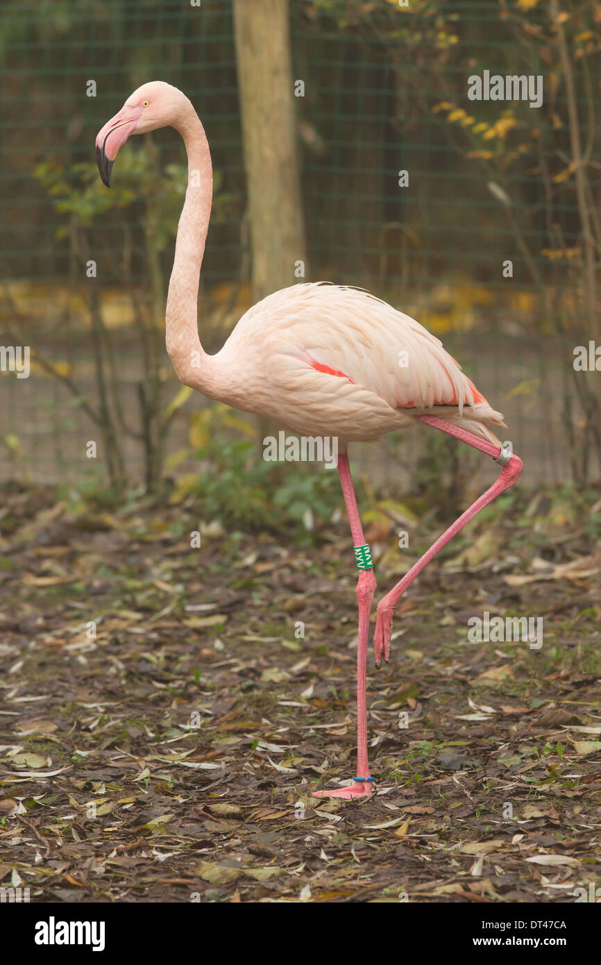 Bird flamingo walking on a white background Stock Photo - Alamy