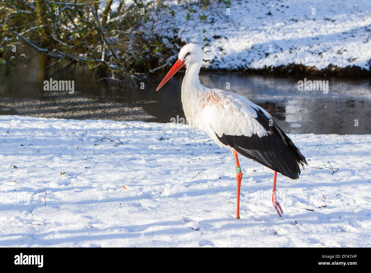 Adult stork standing in the snow winter Stock Photo - Alamy