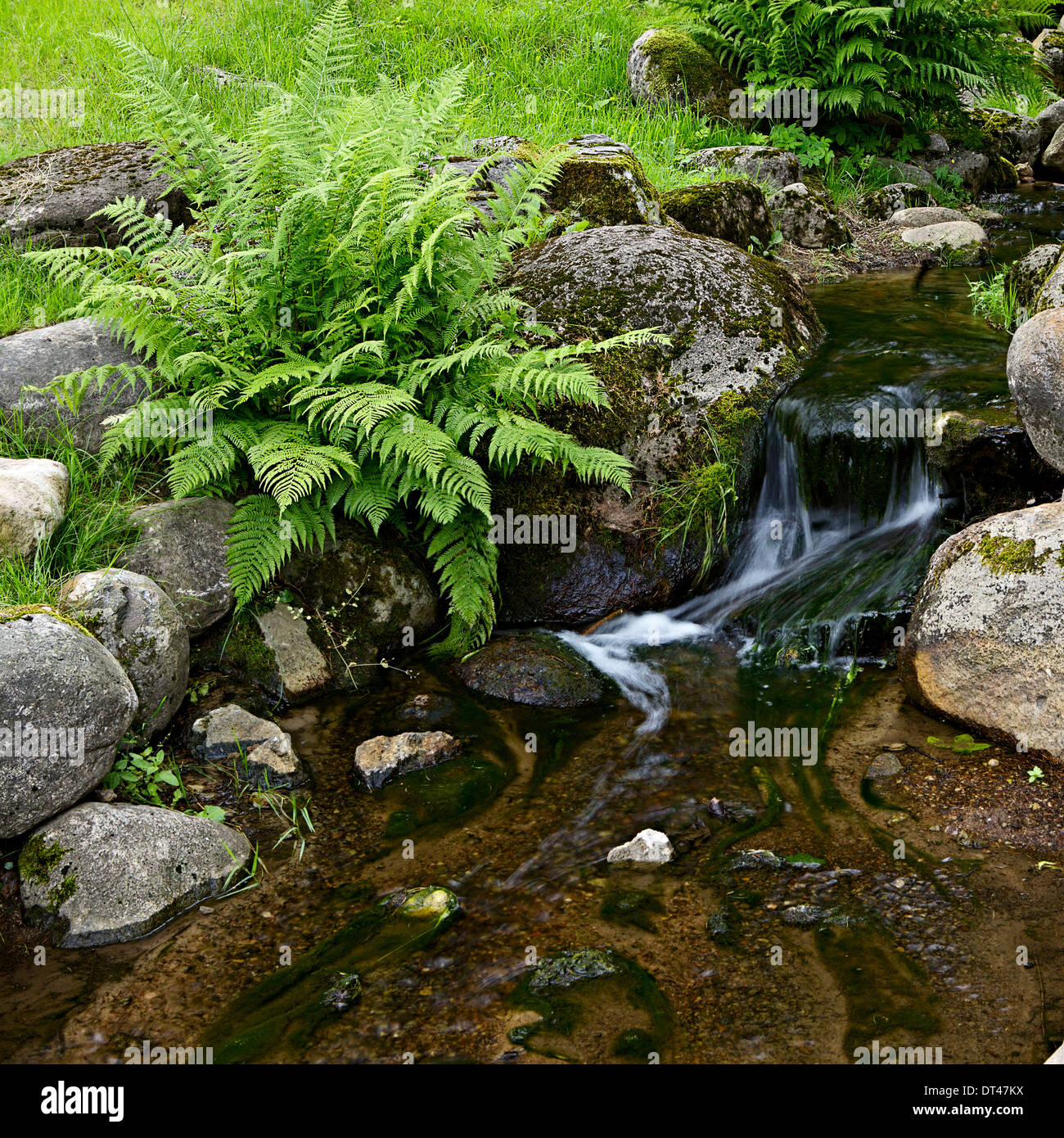 Creek in the forest hi-res stock photography and images - Alamy