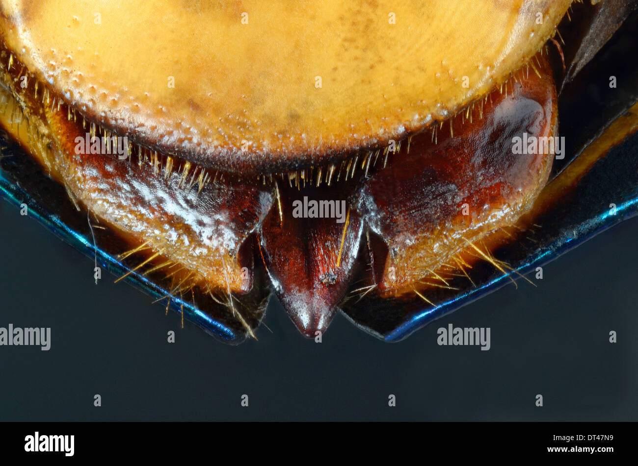 Calodema blairi:view of the reproductive organ Stock Photo - Alamy